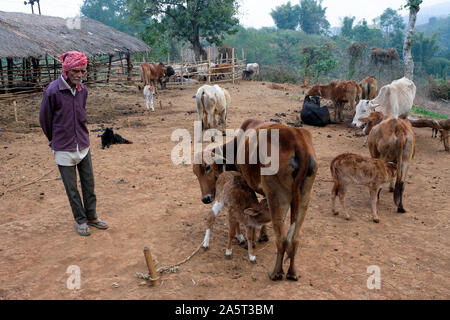 Cow herd, small self-sufficient cattle farm in the Khasi Hills ...