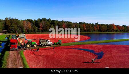 Aerial view of the harvesting of red cranberries floating in a flooded ...