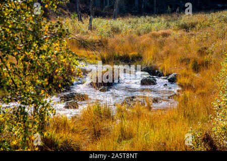 A brook in the High Fens (Hohes Venn, Hautes Fagnes) in eastern Belgium ...