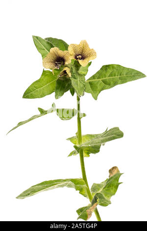 Medicinal plant poison Henbane Hyoscyamus niger Stock Photo - Alamy