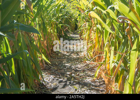 Pathway Through Corn Maze Stock Photo - Alamy