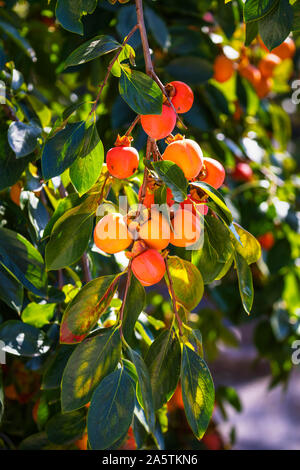 A Bunch of colorful persimmon fruits (Cachi frutta In Italian Name)on ...