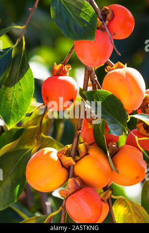 Bunch of fruits Persimmon a beautiful orange color Stock Photo - Alamy