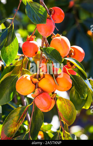 A Bunch of colorful persimmon fruits (Cachi frutta In Italian Name)on ...