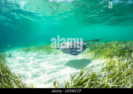 Southern Stingray (Hypanus americanus) underwater Stock Photo - Alamy