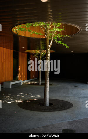 Tree growing through a roof skylight at the Qualico Family Centre ...