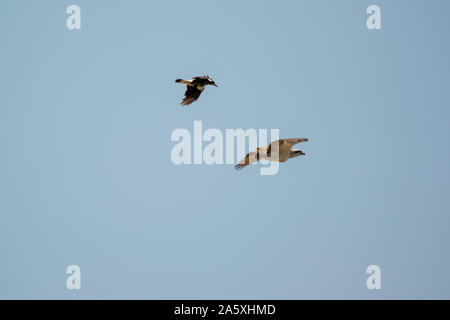 Birds flying, Osprey and a Magpie in formation? or about to launch an ...