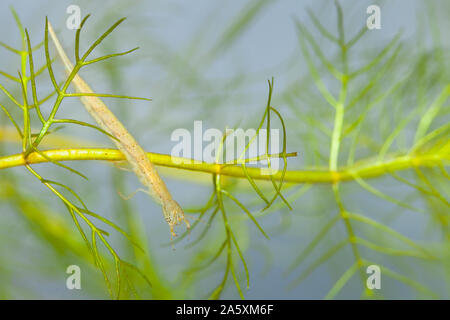 Diving beetle larva (Cybister lateralimarginalis Stock Photo - Alamy
