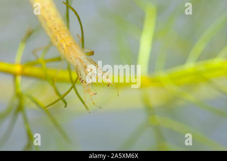 Diving beetle larva (Cybister lateralimarginalis Stock Photo - Alamy