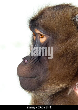 Gelada Baboon, theropithecus gelada, Portrait of Female calling Stock ...