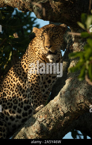Close-up of female leopard climbing leafy tree Stock Photo - Alamy