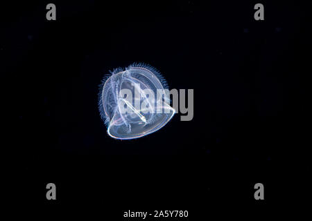 An acorn worm larva or Tornaria larva of a hemichordate worm ...