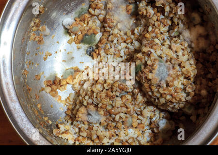 Moldy food in a pot Stock Photo - Alamy