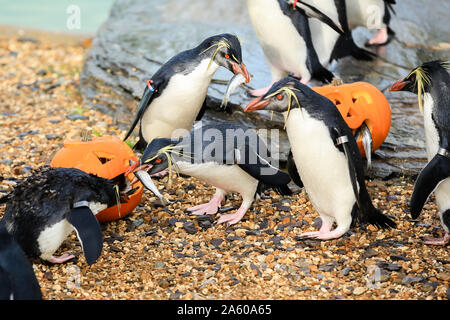 Dunstable, UK. 23rd Oct, 2019. ZSL Whipsnade Zoo launch the annual Boo ...