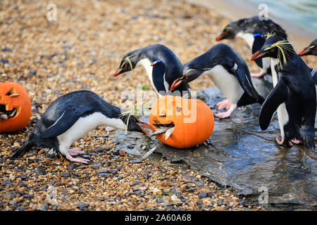 Dunstable, UK. 23rd Oct, 2019. ZSL Whipsnade Zoo launch the annual Boo ...