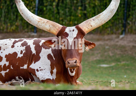 Ankole long horned cattle at farm of Nshenyi Cultural Center near Kitwe ...