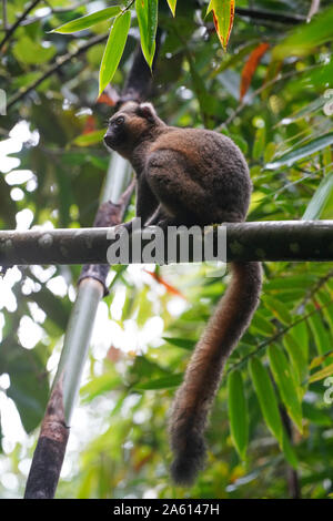 Side view of a Greater bamboo lemur with its long tail, Prolemur simus ...