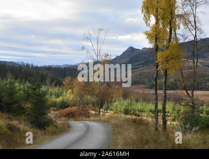 Track leading through the scenic 'Three Lochs Forest Drive' in Achray ...