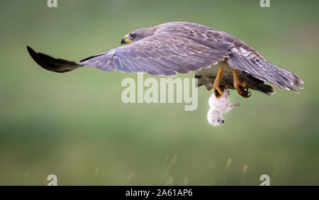 Swainson's Hawk with raptor chick at Grasslands National Park ...