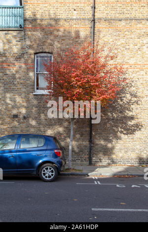Juneberry or snowy mespil (Amelanchier) street tree in London Stock ...