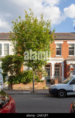 Juneberry or snowy mespil (Amelanchier) street tree in London Stock ...