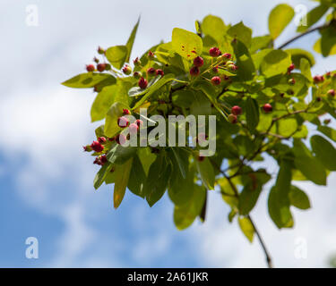 Juneberry or snowy mespil (Amelanchier) street tree in London Stock ...