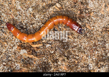 Wireworms, the larvae of click beetles (Elateridae), soil-inhabiting ...
