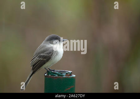 Eastern Phoebe Perched on Metal Garden Rooster Stock Photo - Alamy