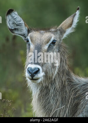 waterbuck, face, close up Stock Photo - Alamy