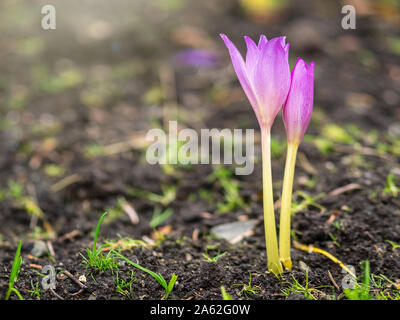Autumn purple crocuses bloomed above the ground. Close-up of a group of ...