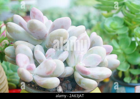 Meat plants. Fat and cute Stock Photo - Alamy