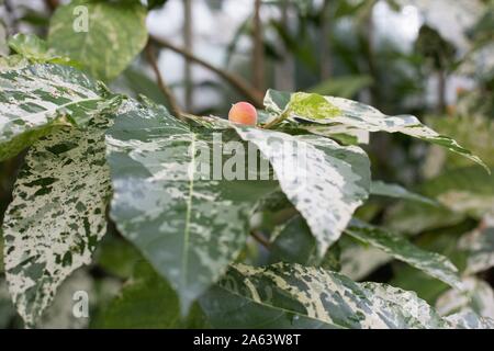 Ficus aspera - variegated clown fig Stock Photo - Alamy