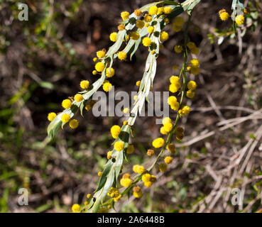 Acacia glaucoptera, flat wattle or clay wattle, a species of Acacia is ...