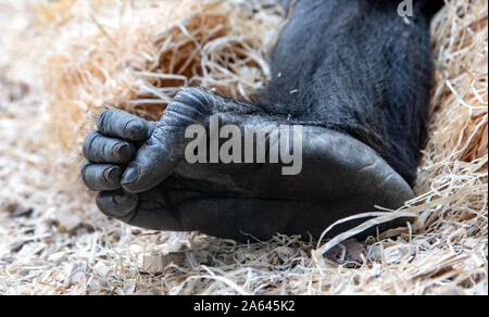 lowland gorilla (Gorilla gorilla gorilla), sole of a foot Stock Photo ...