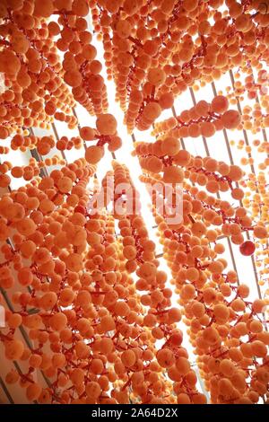 Ripe persimmons and persimmon technology hang in the wind Stock Photo ...