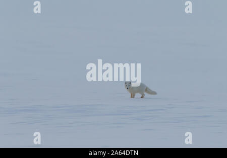 Arctic fox, Vulpes lagopus, jumping on the snow Stock Photo - Alamy