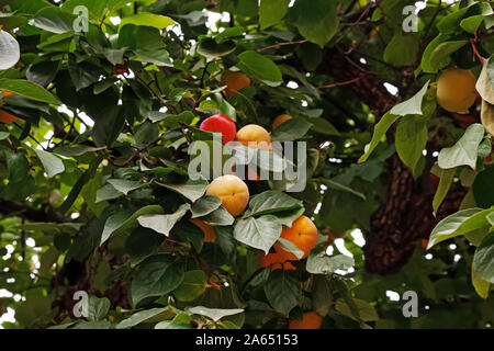 Orange persimmon kaki fruits growing on a tree in the fall Stock Photo ...