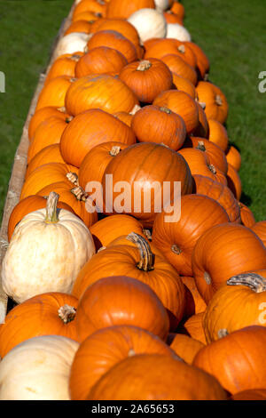 Pumpkins drying in the sun ready for the fall festival Stock Photo - Alamy
