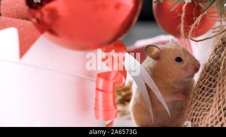 rat with colorful Christmas balls and Christmas tree, a symbol of the ...