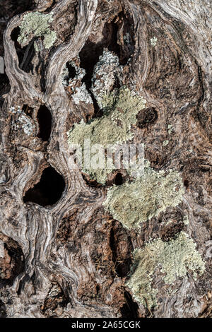 Very large, knotty trunk of an old olive tree in Italy, region Emilia ...