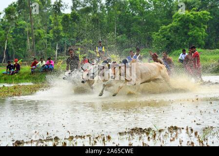 Moichara cattle race festival Herobhanga village, Canning railway ...