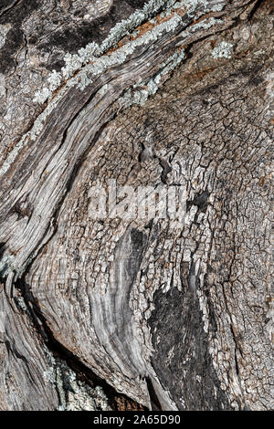 Very large, knotty trunk of an olive tree in Puglia, Italy Stock Photo ...