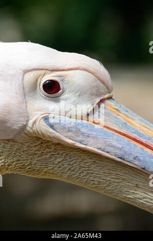 European White Pelican ( Pelecanus onocrotalus Stock Photo - Alamy