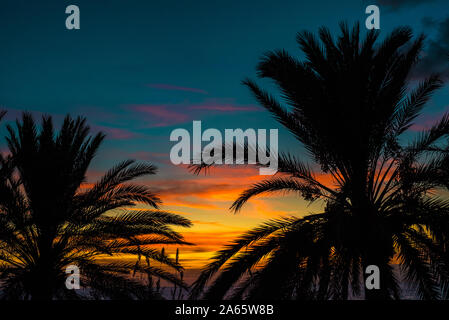 Sunset sky in Cyprus with palm tree in the foreground Stock Photo - Alamy