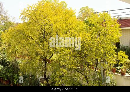 Kesariyaji Jain Temple, Udaipur, Rajasthan, India, Asia Stock Photo - Alamy