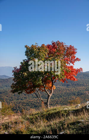 Half green and half red tree for autumnal foliage in Abruzzo National ...