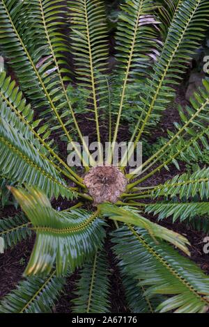 Encephalartos natalensis - the natal cycad Stock Photo - Alamy