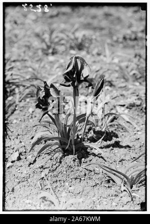 Wild flowers of Palestine. Red purple Iris (Iris Helenae W. Barb Stock ...