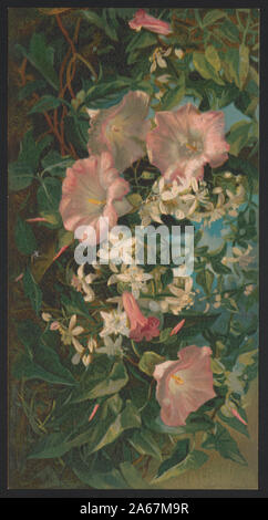 A botanical illustration of wild morning glories and clematis, created ...