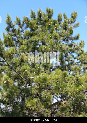 Scots pine, Waldkiefer, Pinus sylvestris, erdeifenyő Stock Photo - Alamy
